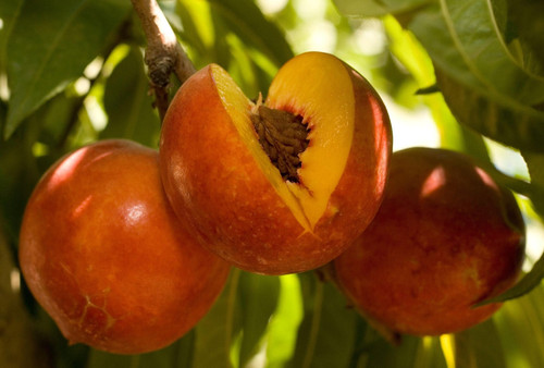 Nectarine Double Delight - 3 to 4 Feet Tall - Grafted Tree - Bigger ...