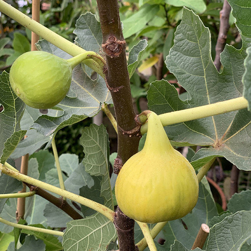 Fig Yellow Long Neck- 1 Plants - 2 to 3 Feet Fall - Ship in 3gal Pot ...
