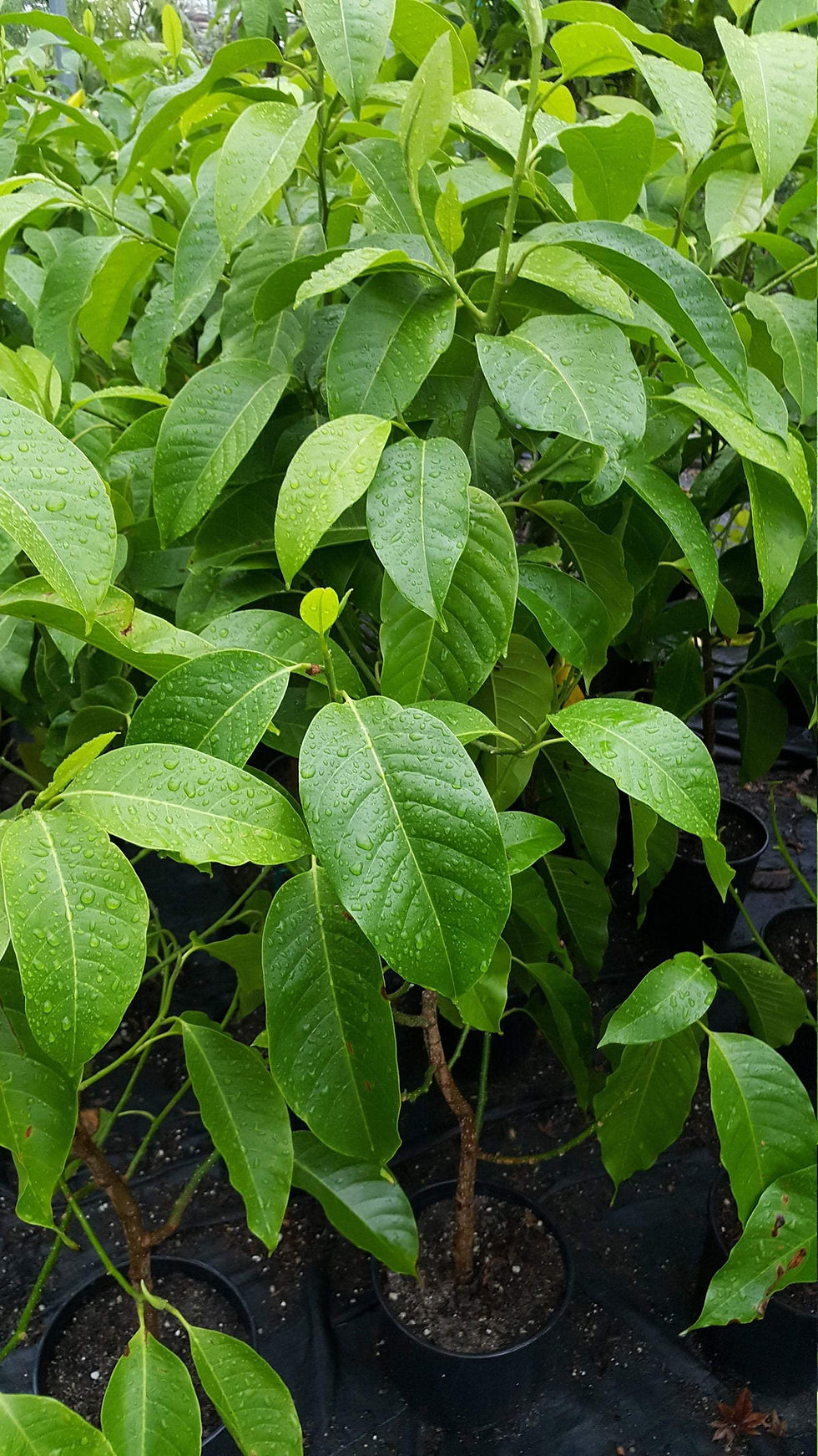 White Champaca - 4 Feet Tall - Airlayer Tree - Ship in 3 Gal Pot | mimosa