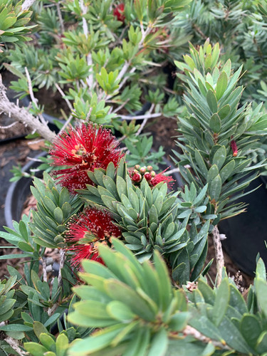 Little john dwarf bottlebrush (callistemon ‘little john’) live plant ...