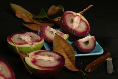 CAIMITO - Chrysophyllum cainito - 3 Gal - 2 Feet Tall | mimosa