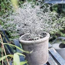 Corokia cotoneaster Wire Netting Bush - 1 Plants - 1 feet Tall - Ship ...