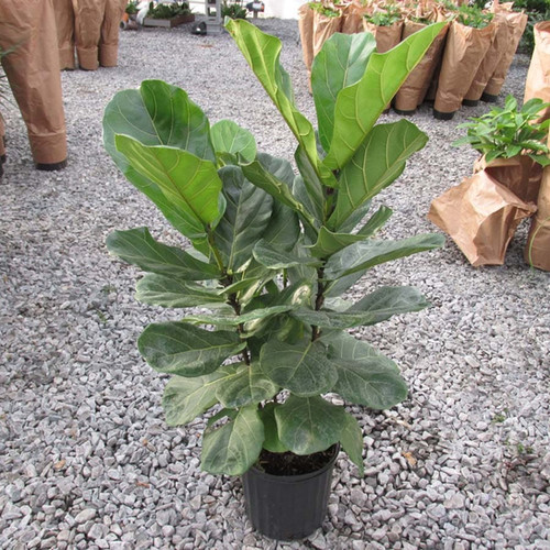 Ficus Lyrata - 1 Plant - 2 to 3 Feet Tall - Ship in 3Gal Pot | mimosa