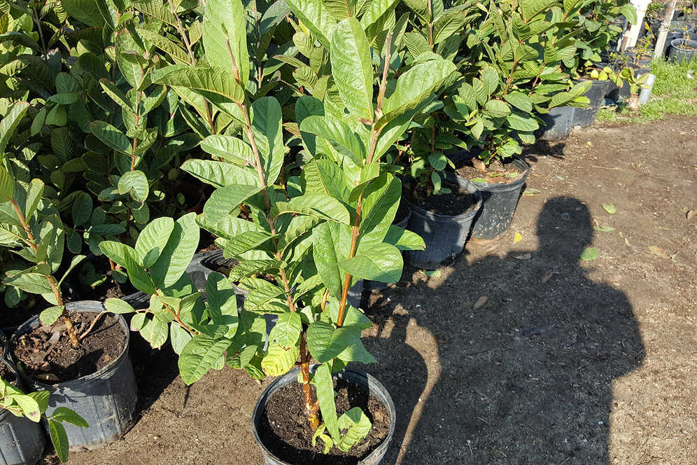 ‘Ruby Supreme’ Guava - 3 Gal - 4 to 5 Feet Tall | mimosa