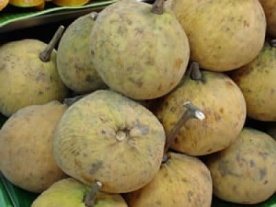 SANTOL TREE - Santol - 3 Feet Tall - Ship in 3Gal Pot | mimosa