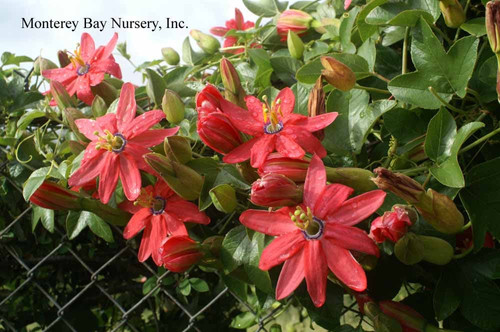 Passion flower coral Sea vine 1 live plant 6” pot | mimosa