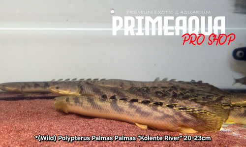 *(Wild) Polypterus Palmas Palmas "Kolente" 20-23cm | Primeaquaonline