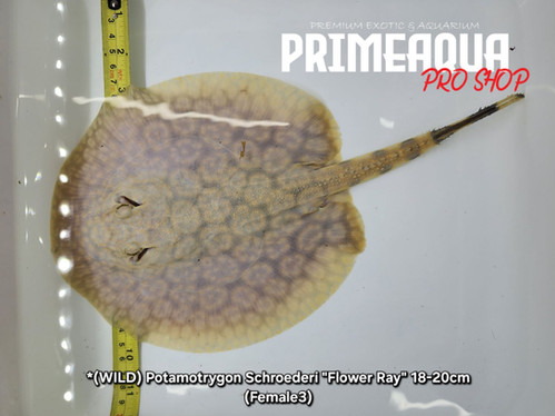 *(WILD) Potamotrygon Schroederi "Flower Ray" 18-20cm (Female3 ...