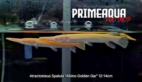 Atractosteus Spatula "Albino Golden Gar" 12-14cm | Primeaquaonline