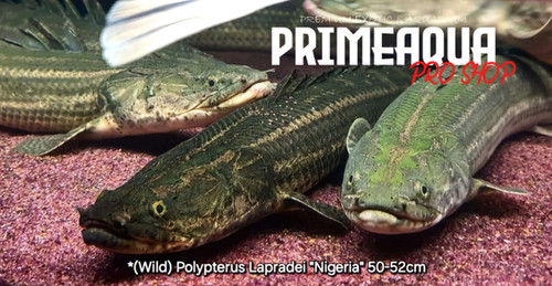 *(Wild) Polypterua Lapradei "Nigeria" 50-52cm | Primeaquaonline