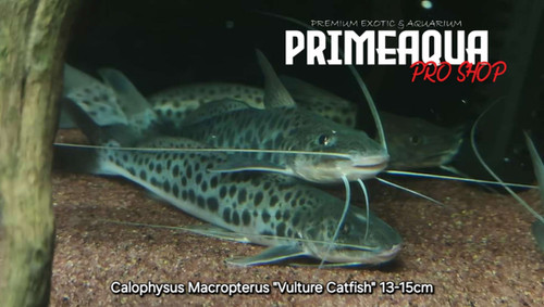 Calophysus Macropterus "Vulture Catfish" 13-15cm | Primeaquaonline