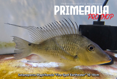 Satanoperca Mapiritensis "Fine Spot Eartheater" 16-18cm | Primeaquaonline