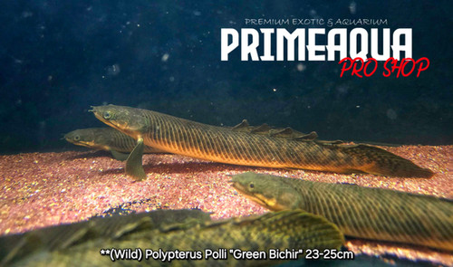 **(Wild) Polypterus Polli "Green Bichir" 23-25cm | Primeaquaonline