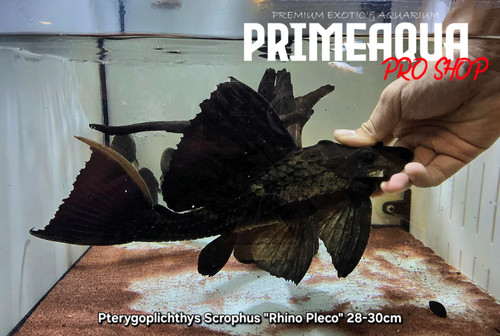 Pterygoplichthys Scrophus "Rhino Pleco" 28-30cm | Primeaquaonline