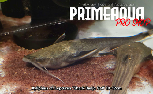 Xyliphius cf. Lepturus "Shark Banjo Cat" 10-12cm | Primeaquaonline