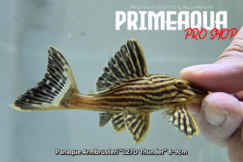Panaque Armbrusteri "L27D Thunder" 8-9cm | Primeaquaonline