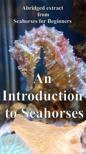 Introduction to Seahorses | Mike French Books
