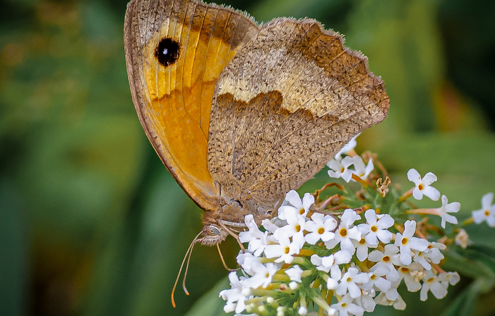 Meadow Brown | ButterflySpeciesGall
