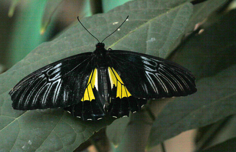 Golden Birdwings is a photographic gallery of these butterflies.