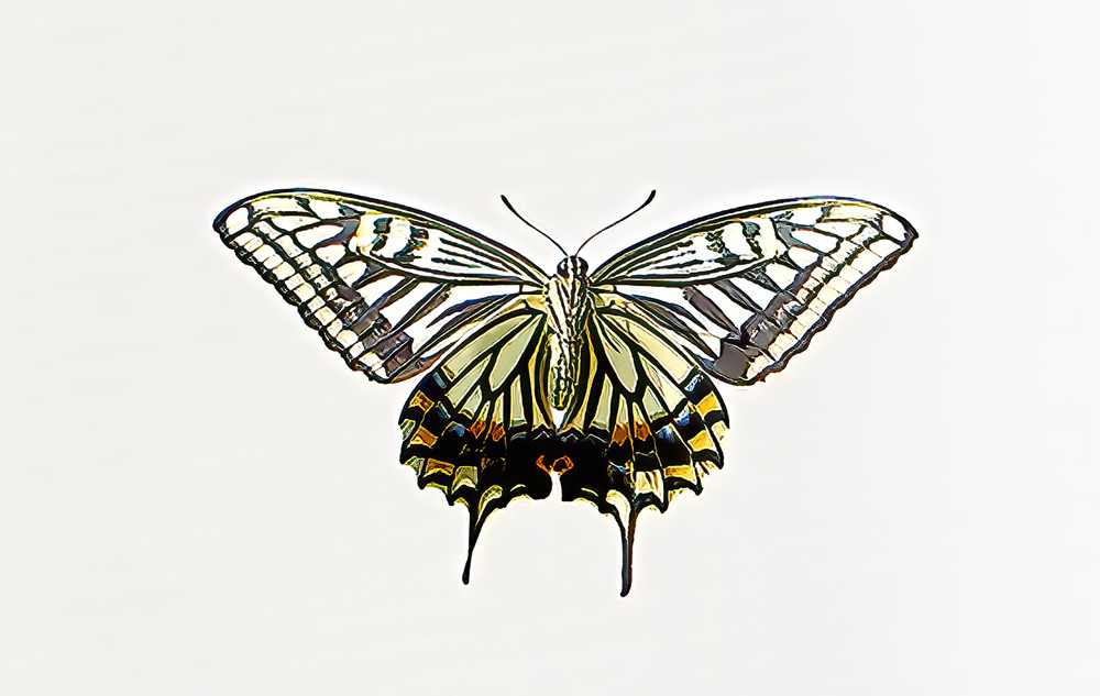 Xuthus Swallowtail | ButterflySpeciesGall