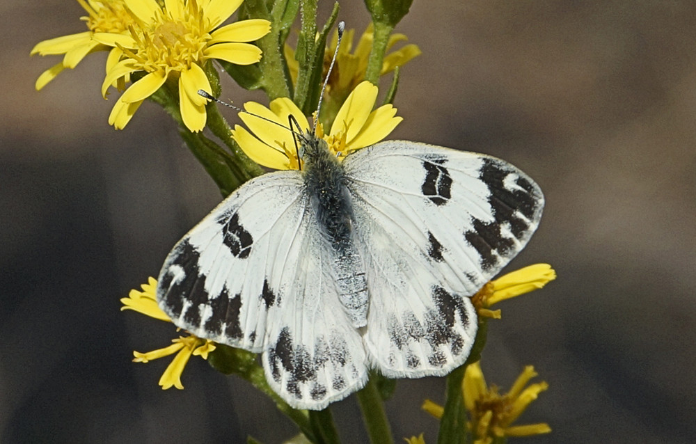 Bath White | ButterflySpeciesGall
