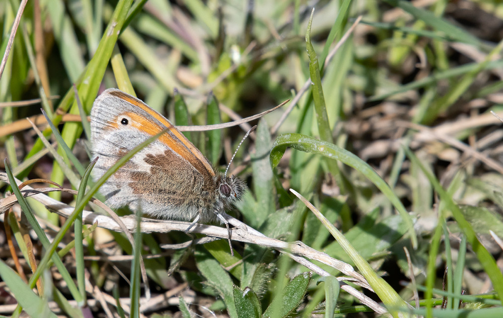 Small Heath | ButterflySpeciesGall