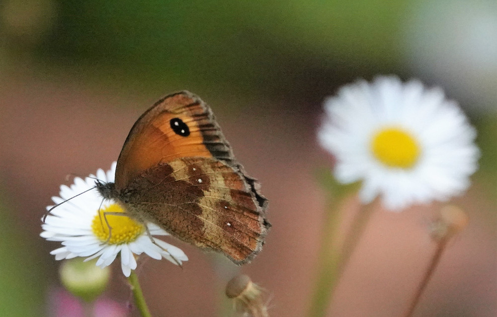 Gatekeeper | ButterflySpeciesGall