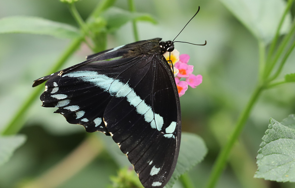 African Blue Banded Swallowtail | ButterflySpeciesGall