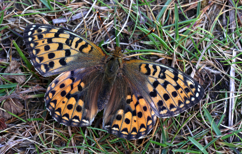 Dark Green Fritillary | ButterflySpeciesGall