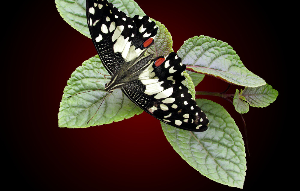 Lime Swallowtail | ButterflySpeciesGall