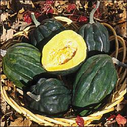 Squash - Acorn Table Queen | Terra Edibles