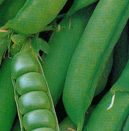 Pea - Homesteader | Terra Edibles