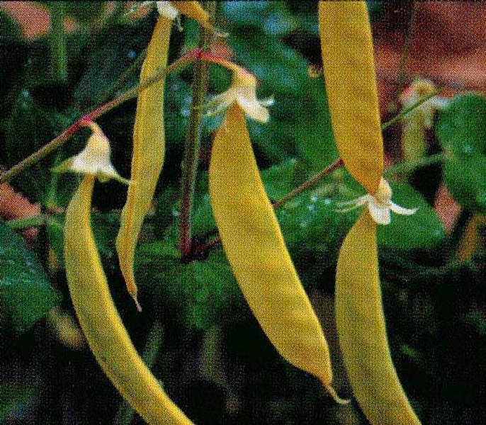 Pea - Golden Sweet Edible Pod | terra