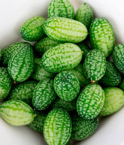 Cucamelon | terra