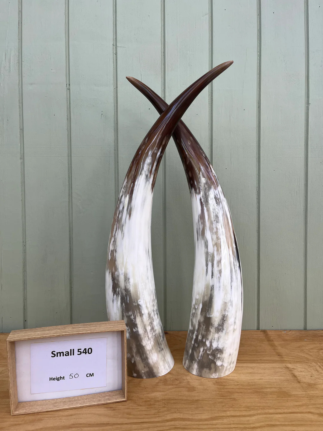 Ankole Cattle Horns Small Brown | The Flying Fox