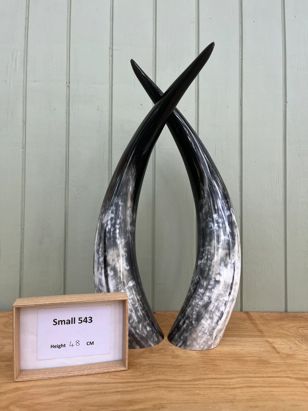 Ankole Cattle Horns Small Black | The Flying Fox