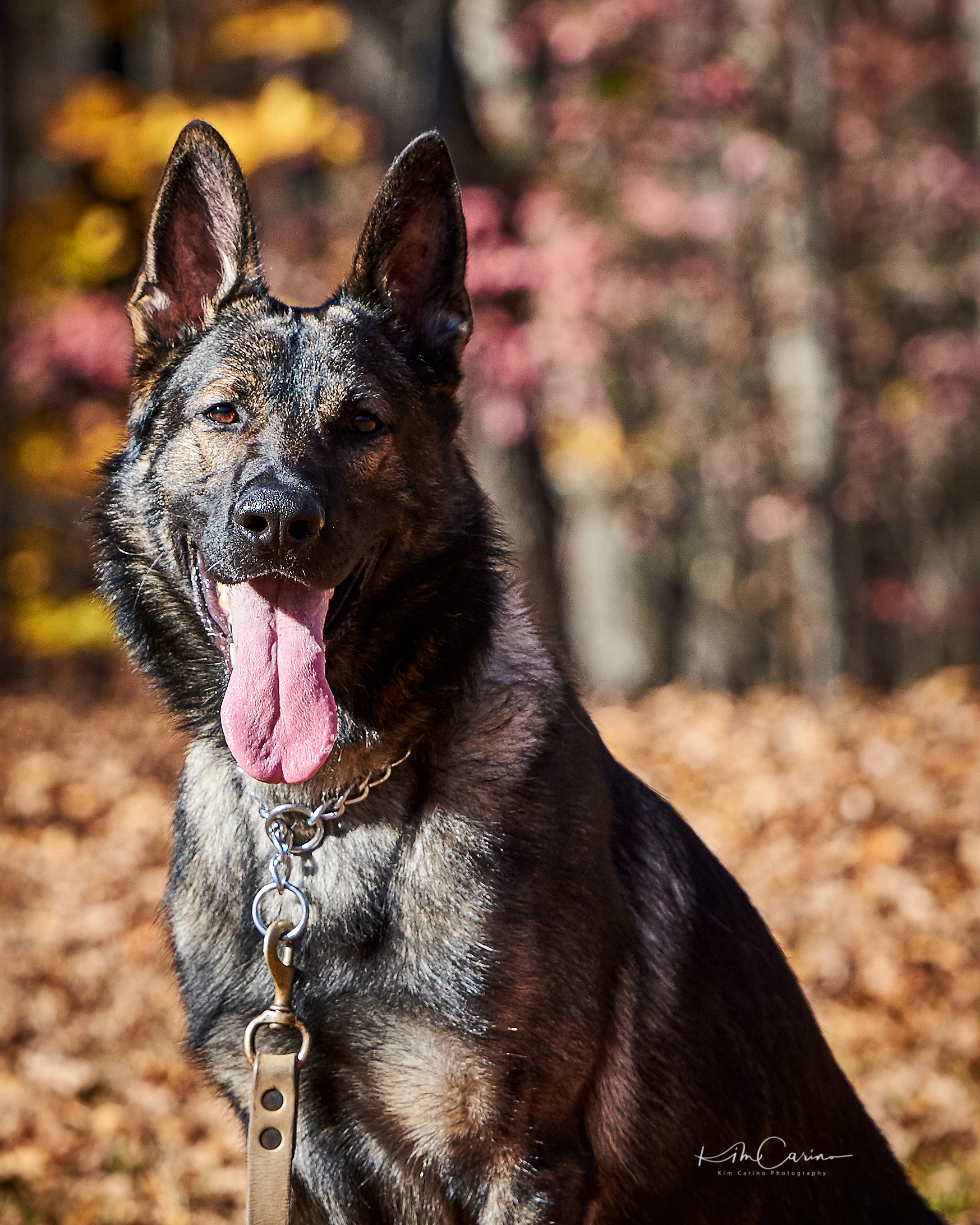 K9 PICS | CT | CSP K9 Foundation Inc.