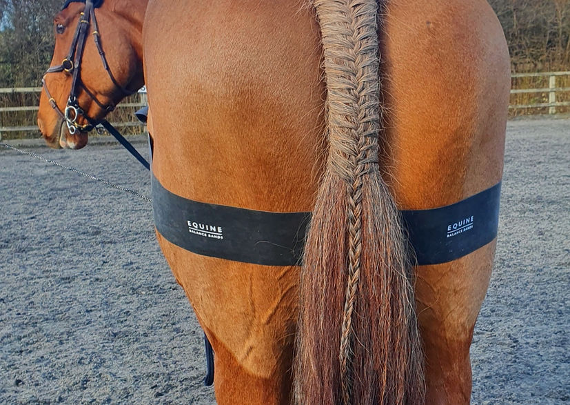 BALANCE BANDS | Equine Balance Bands