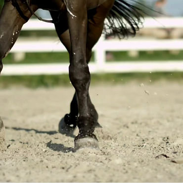 HOME | Equine Balance Bands