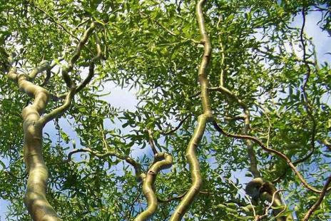 Potted Snake Willow Tree (6-12")(Salix matsudana 'Snake') | NutsAnywhere