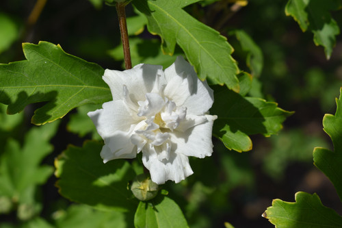 TWO- #1 Gallon Potted Double White Althea Shrub Plant | NutsAnywhere