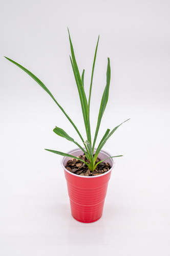 Potted Adam's Needle Yucca (Yucca filamentosa L. ) | NutsAnywhere