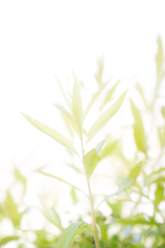 TWO- #1D Gallon Potted Gold Thread™ Spirea (Spiraea thunbergii 'Ogon ...
