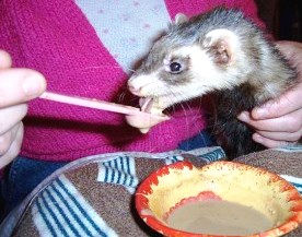 Home | southshoreferretcare