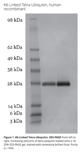 K6 Tetra-Ubiquitin | South Bay Bio