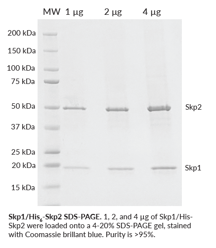 Skp1/Skp2 Recombinant Protein | His6-Tagged | South Bay Bio