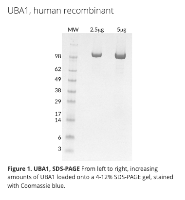 Ubiquitin Activating Enzyme (UBA1), human recombinant | South Bay Bio