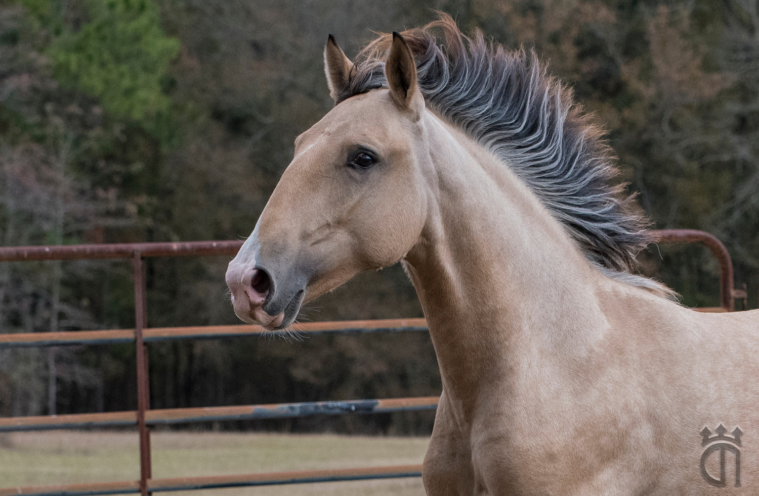 Savido | Casa do Noble