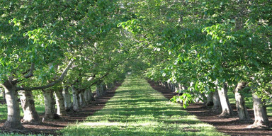 Growers | Grower Direct Nut