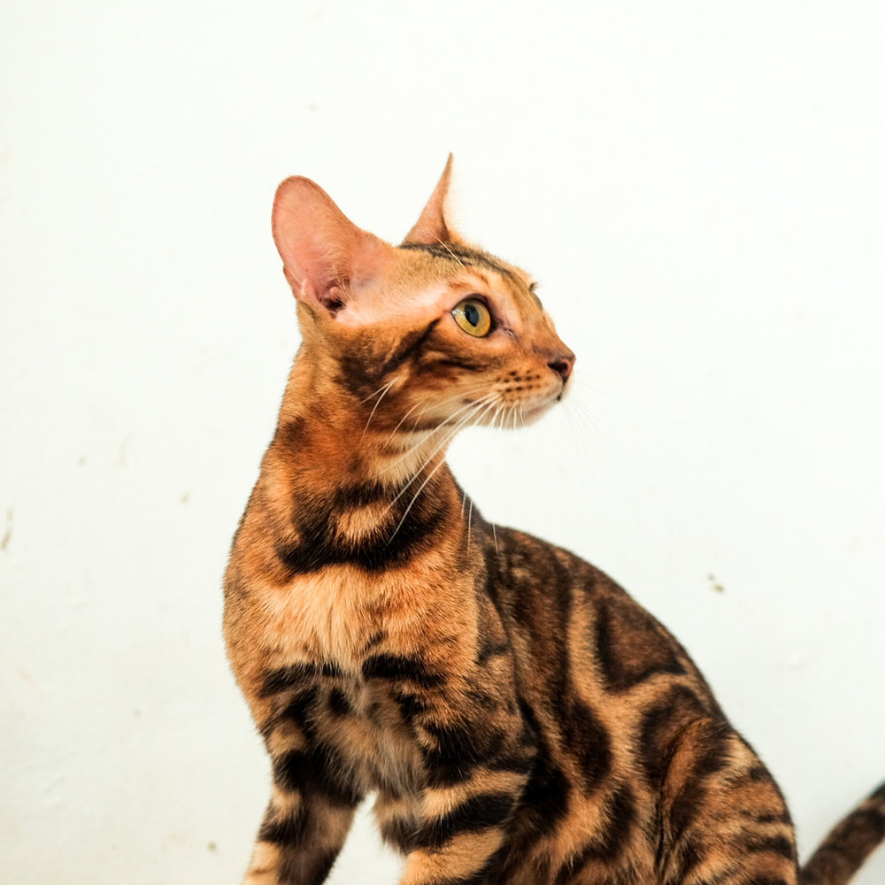 Tips Adopsi Kucing dari Cattery. Pilih yang Benar!